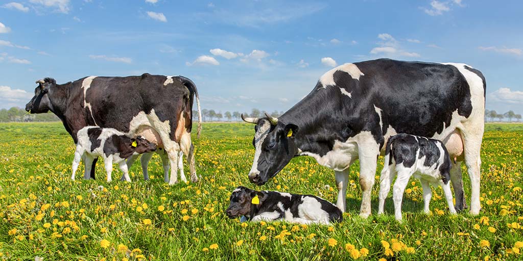 Veterinary Community – serving the veterinary community